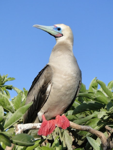 Conway Reef, Fiji