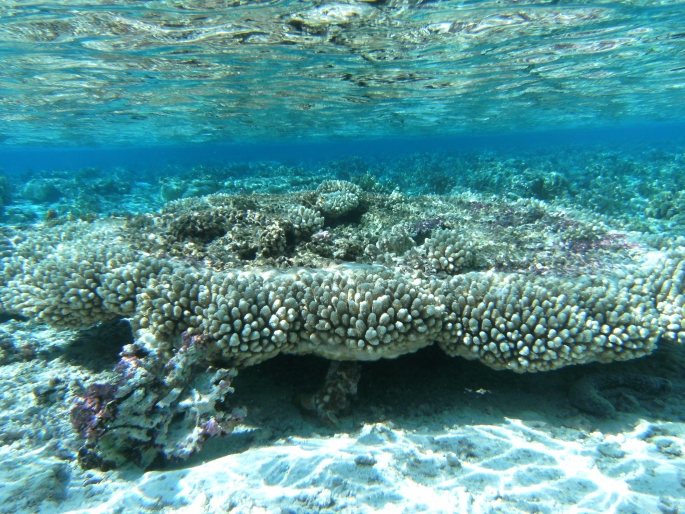 Conway Reef, Fiji